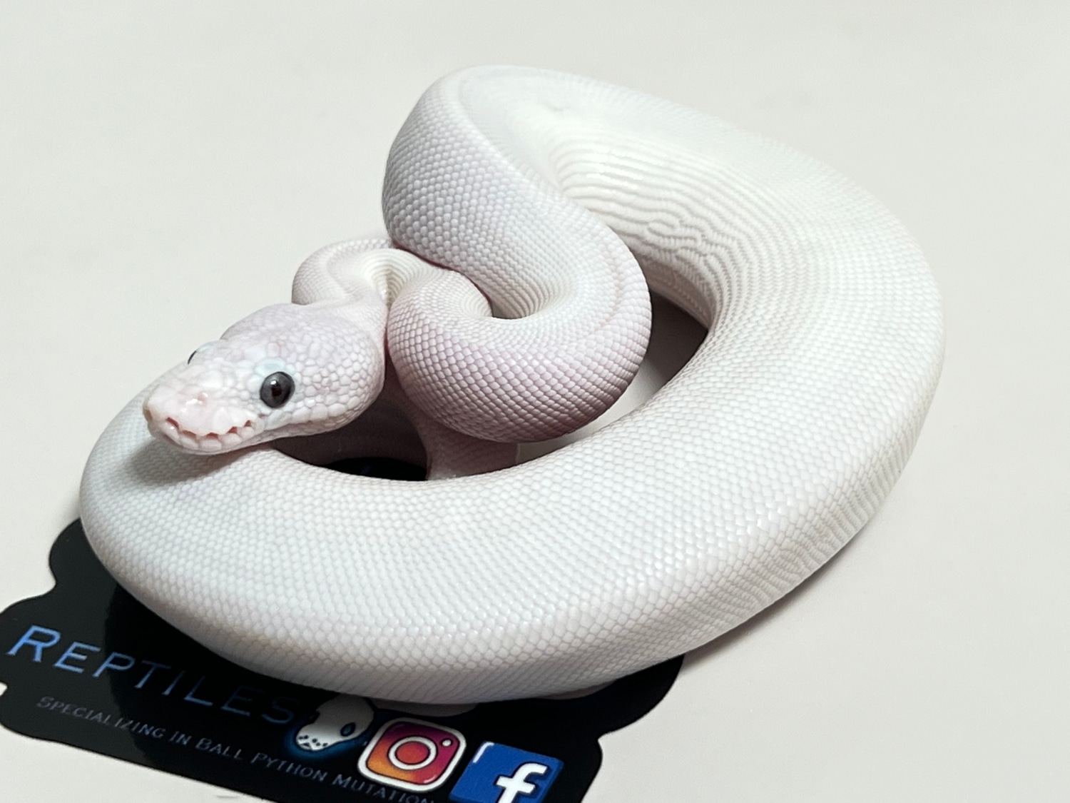 Blue Eyed Lucy Ball Python by Villarino reptiles - MorphMarket