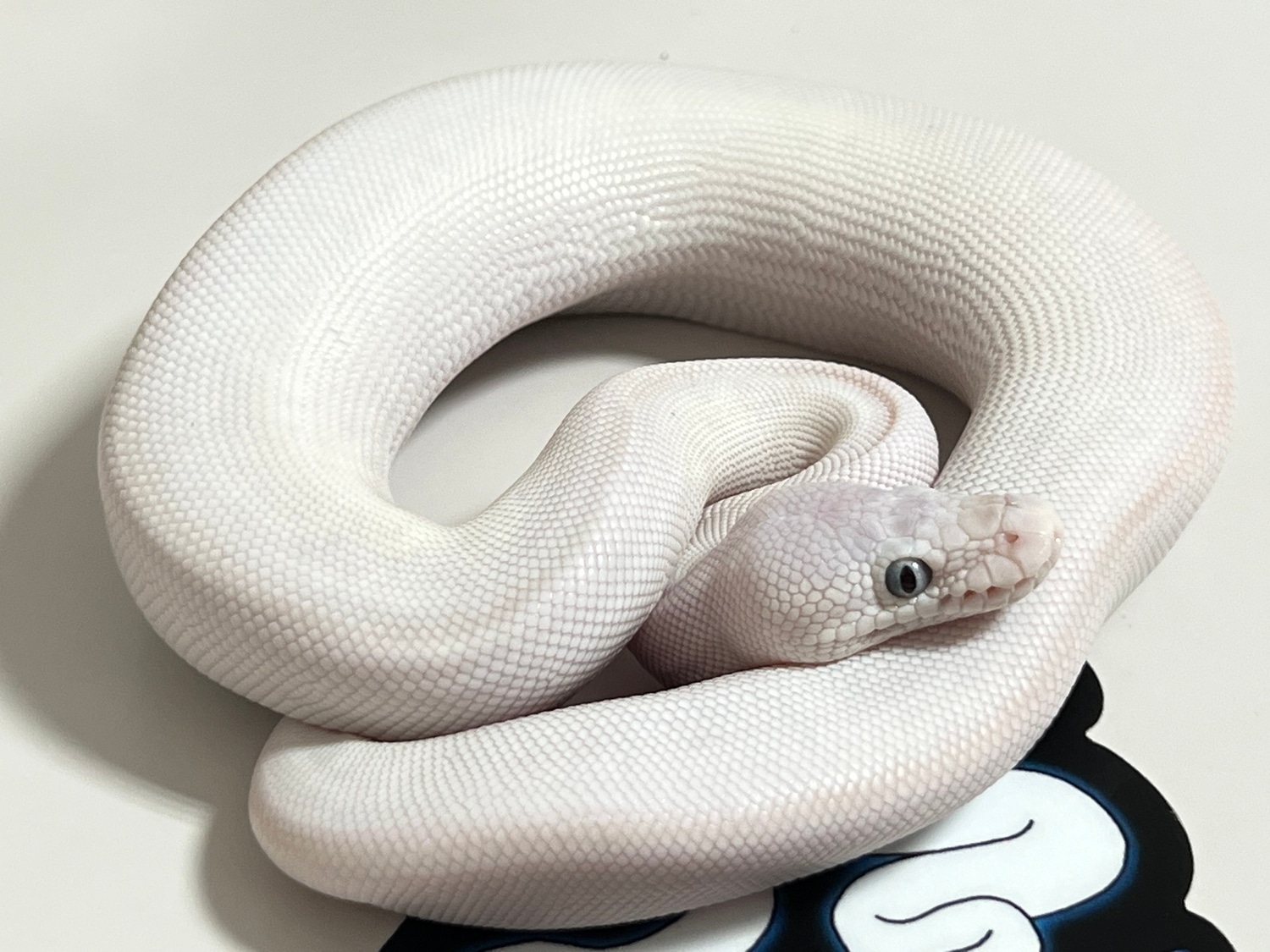 Lesser Mojave Ball Python by Villarino reptiles - MorphMarket