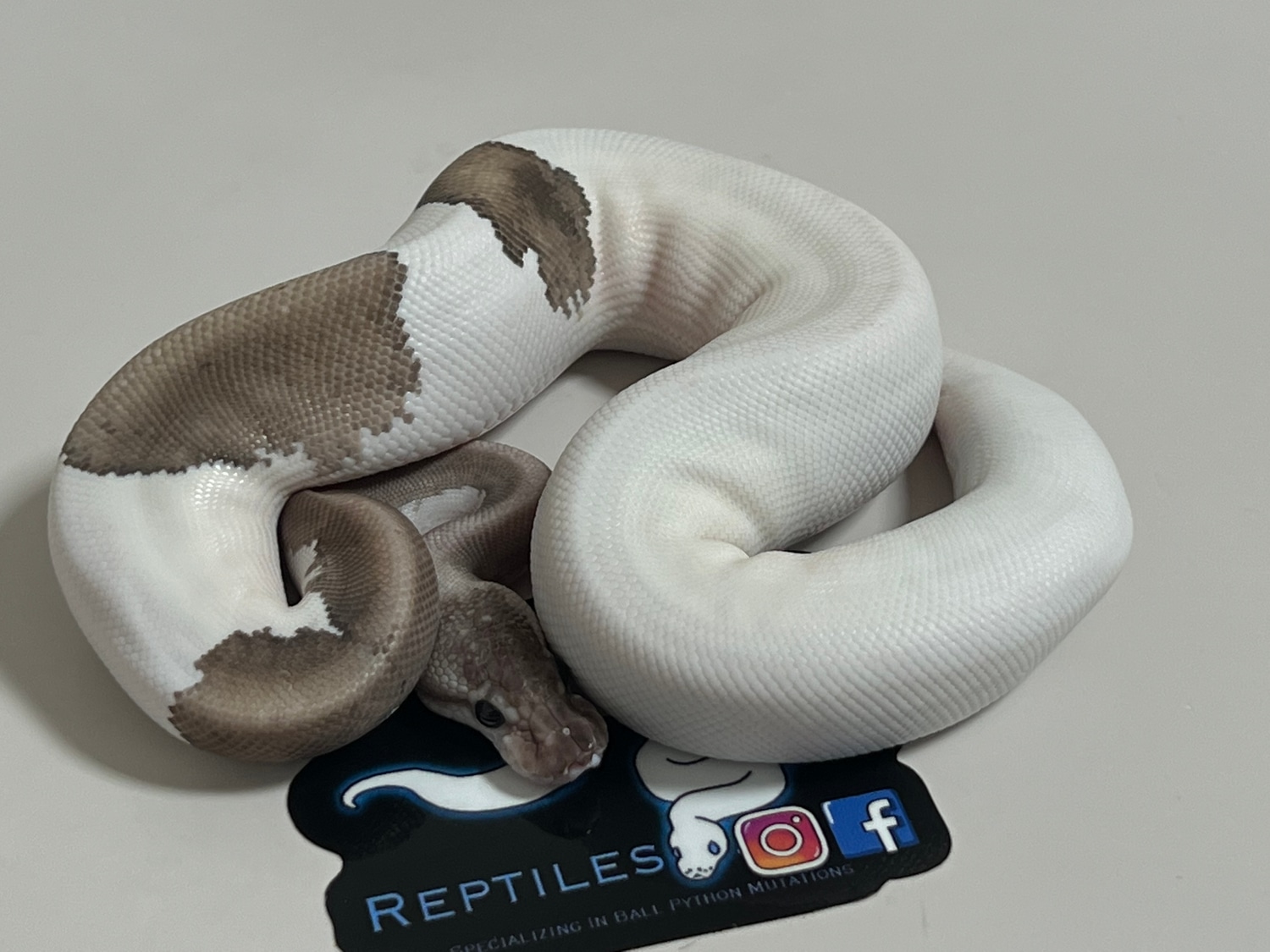 Grey Matter Ball Python by Villarino reptiles - MorphMarket