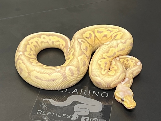 Banana Pewter Ball Python by Villarino reptiles