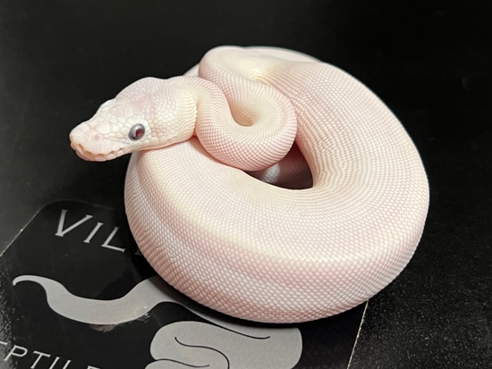 Blue Eyed Lucy Ball Python by Villarino reptiles