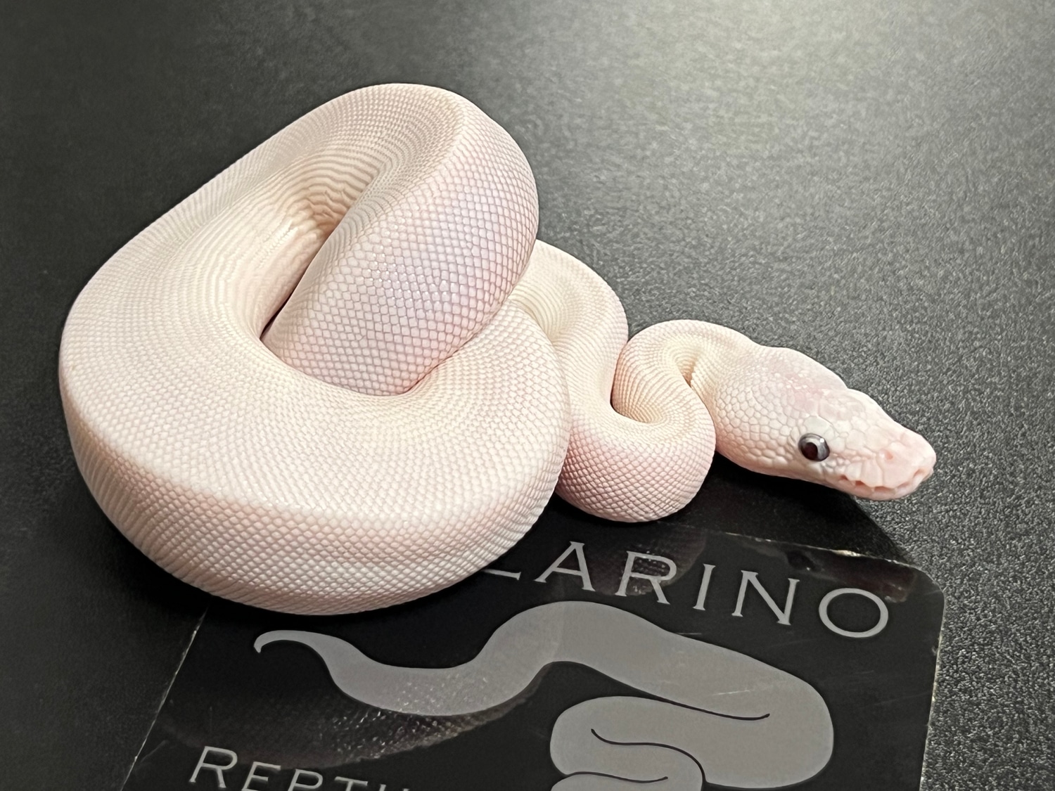 Blue Eyed Lucy Ball Python by Villarino reptiles - MorphMarket