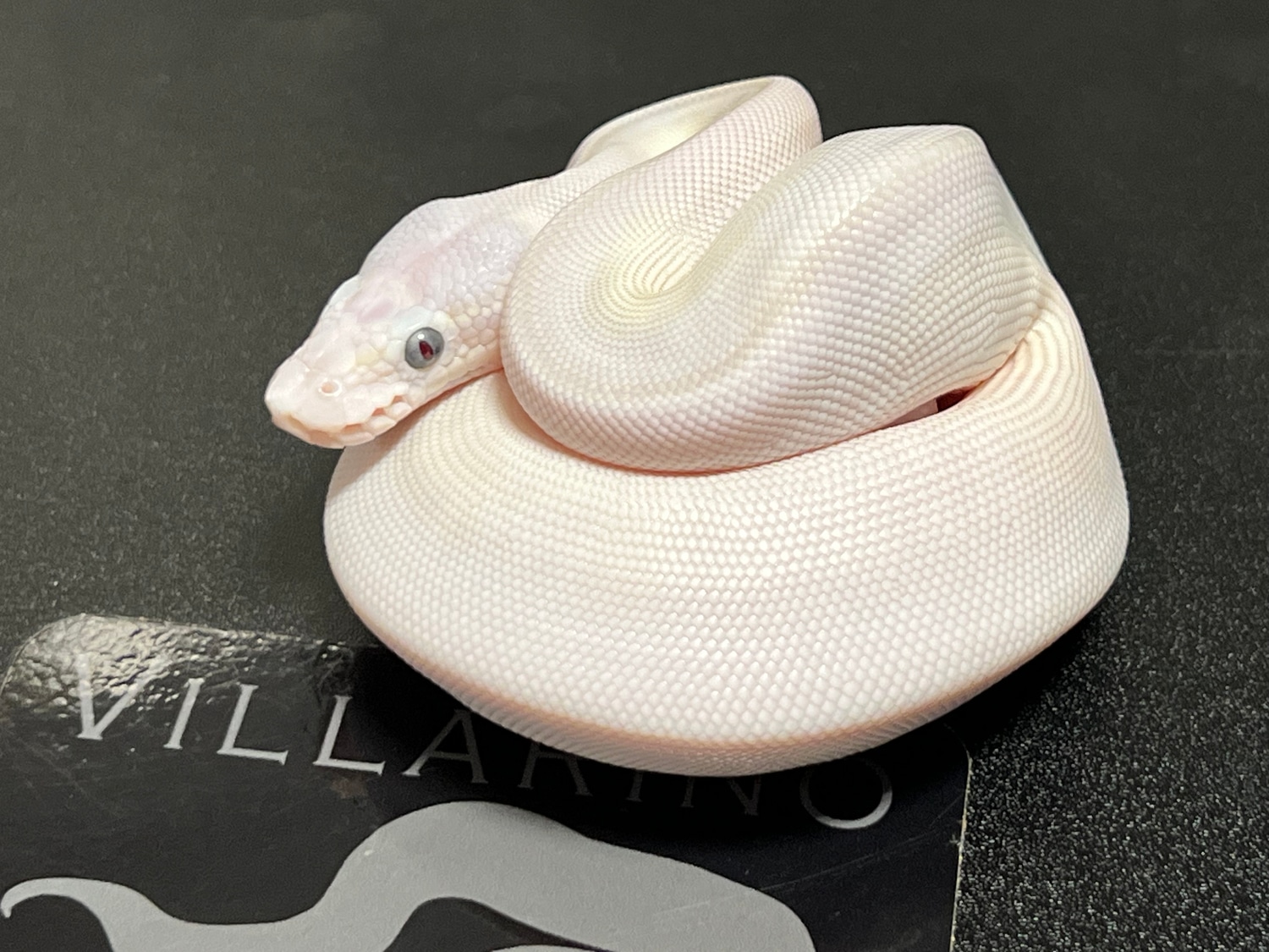 Blue Eyed Lucy Ball Python by Villarino reptiles - MorphMarket