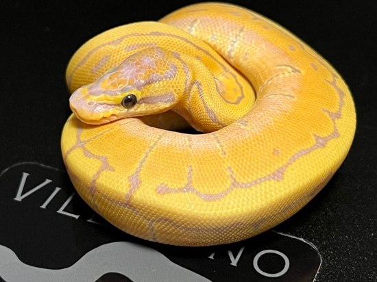Banana Pin Ball Python by Villarino reptiles