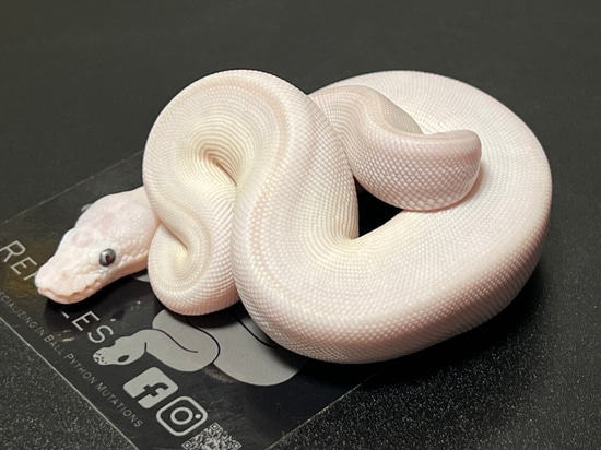 Blue Eyed Lucy Ball Python by Villarino reptiles