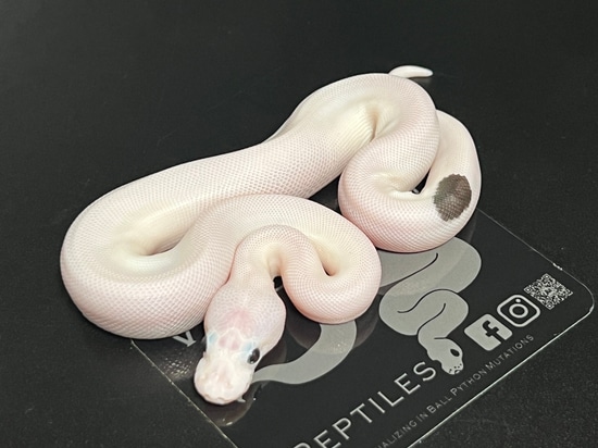 Panda Pied Ball Python by Villarino reptiles