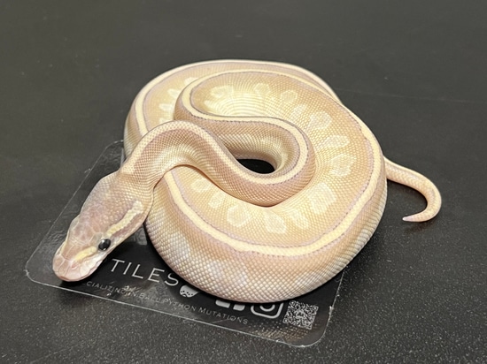 Mystic Potion Ball Python by Villarino reptiles