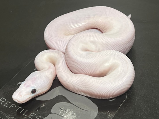 White Wedding Ball Python by Villarino reptiles
