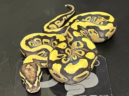 Fire Double Het Axanthic Clown Ball Python by Villarino reptiles