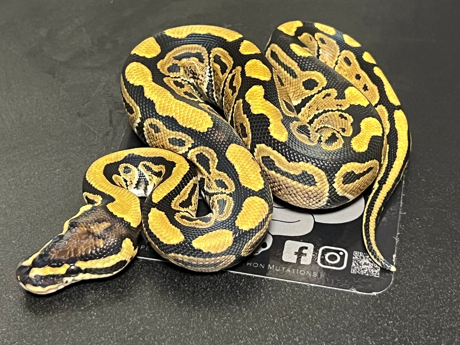 Double Het Axanthic Clown Ball Python by Villarino reptiles - MorphMarket