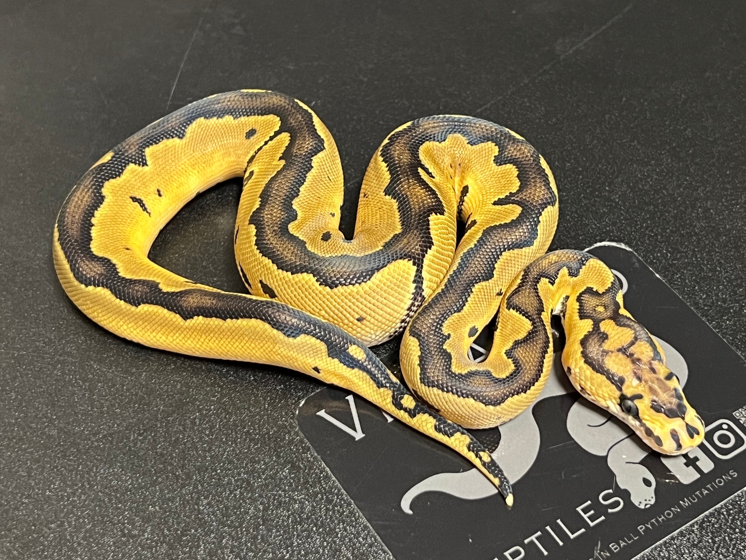 Blade Clown Het VPI Axanthic Ball Python by Villarino reptiles ...