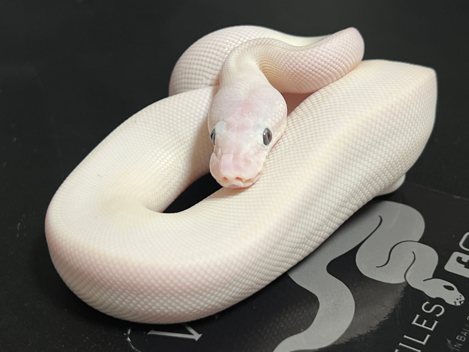 Blue Eyed Lucy Ball Python by Villarino reptiles - MorphMarket