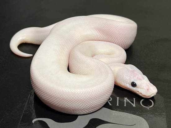 White Wedding Ball Python by Villarino reptiles