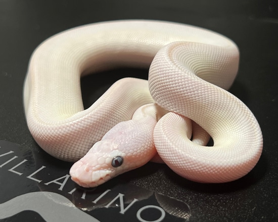 Blue Eyed Lucy Ball Python by Villarino reptiles