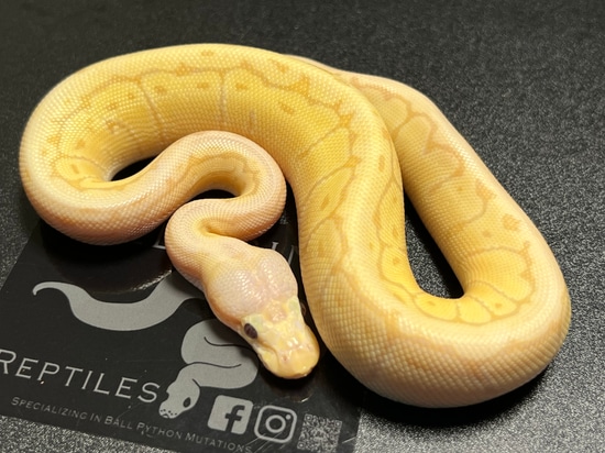 Fire Banana Pin Ball Python by Villarino reptiles