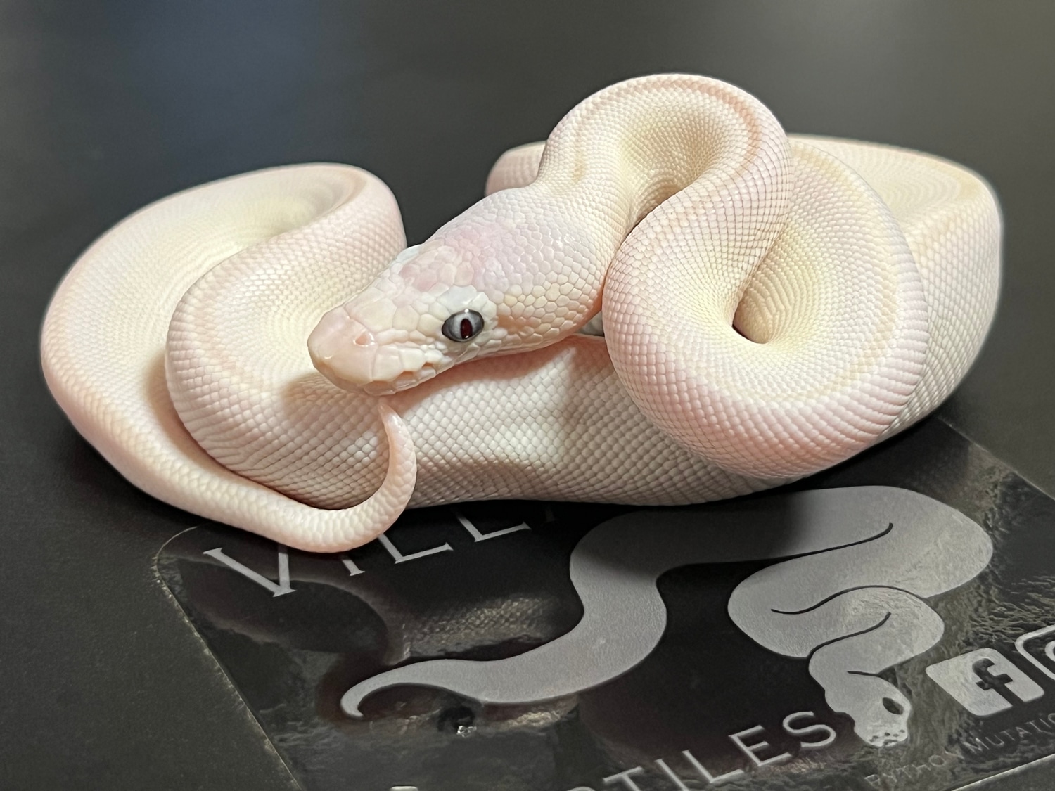 Blue Eyed Lucy Ball Python by Villarino reptiles - MorphMarket