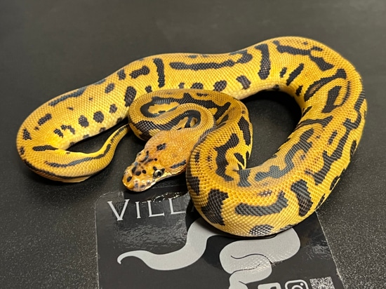 Batman Ball Python by Villarino reptiles