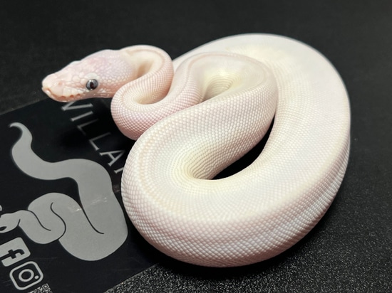 Blue Eyed Lucy Ball Python by Villarino reptiles
