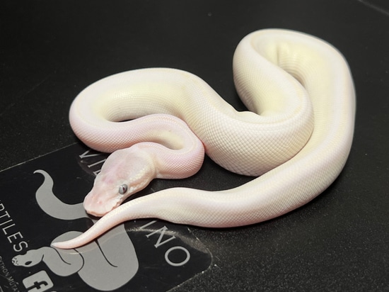 Blue Eyed Lucy Ball Python by Villarino reptiles