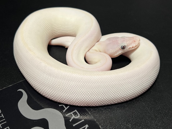 Blue Eyed Lucy Ball Python by Villarino reptiles