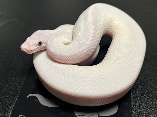 Blue Eyed Lucy Ball Python by Villarino reptiles