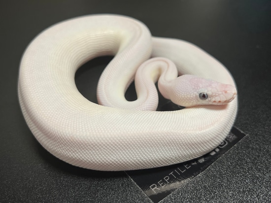 Blue Eyed Lucy Ball Python by Villarino reptiles