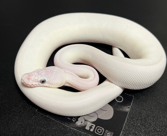 Blue Eyed Lucy Ball Python by Villarino reptiles