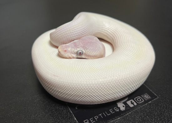 Blue Eyed Lucy Ball Python by Villarino reptiles