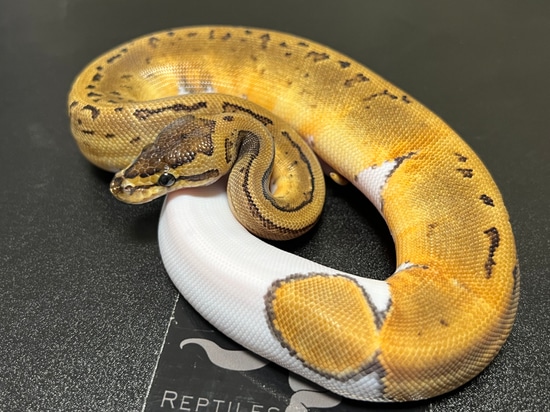 Pinstripe Pied Ball Python by Villarino reptiles