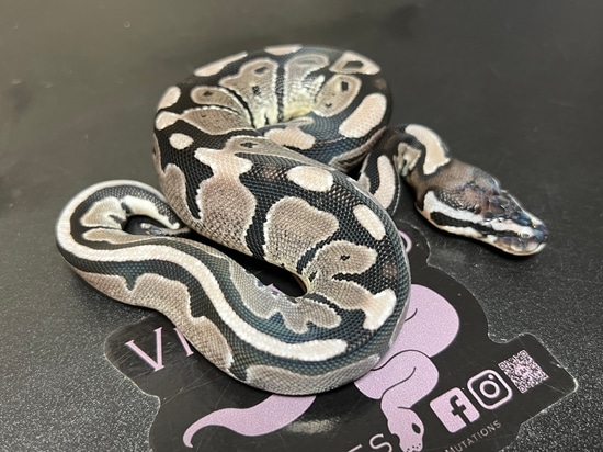 VPI Axanthic Het Pied Ball Python by Villarino reptiles