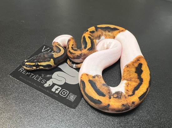 Pied Het Sunset Ball Python by Villarino reptiles