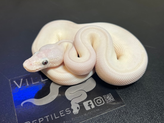 Blue Eyed Lucy Ball Python by Villarino reptiles
