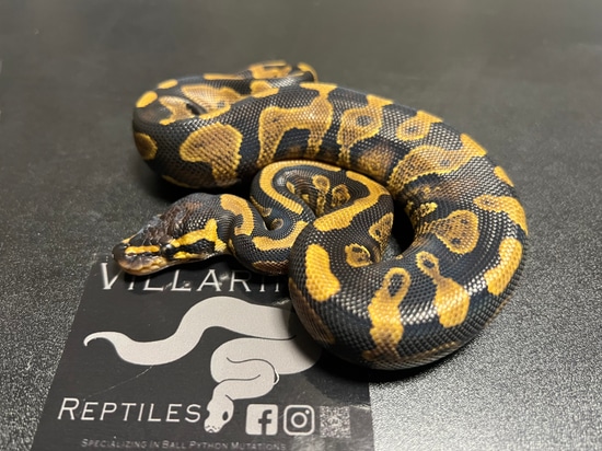 Yellowbelly Het Sunset Het Pied Ball Python by Villarino reptiles