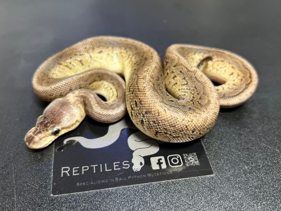 Pewter Pin Ball Python by Villarino reptiles