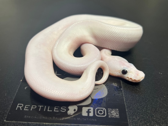Panda Pied Ball Python by Villarino reptiles
