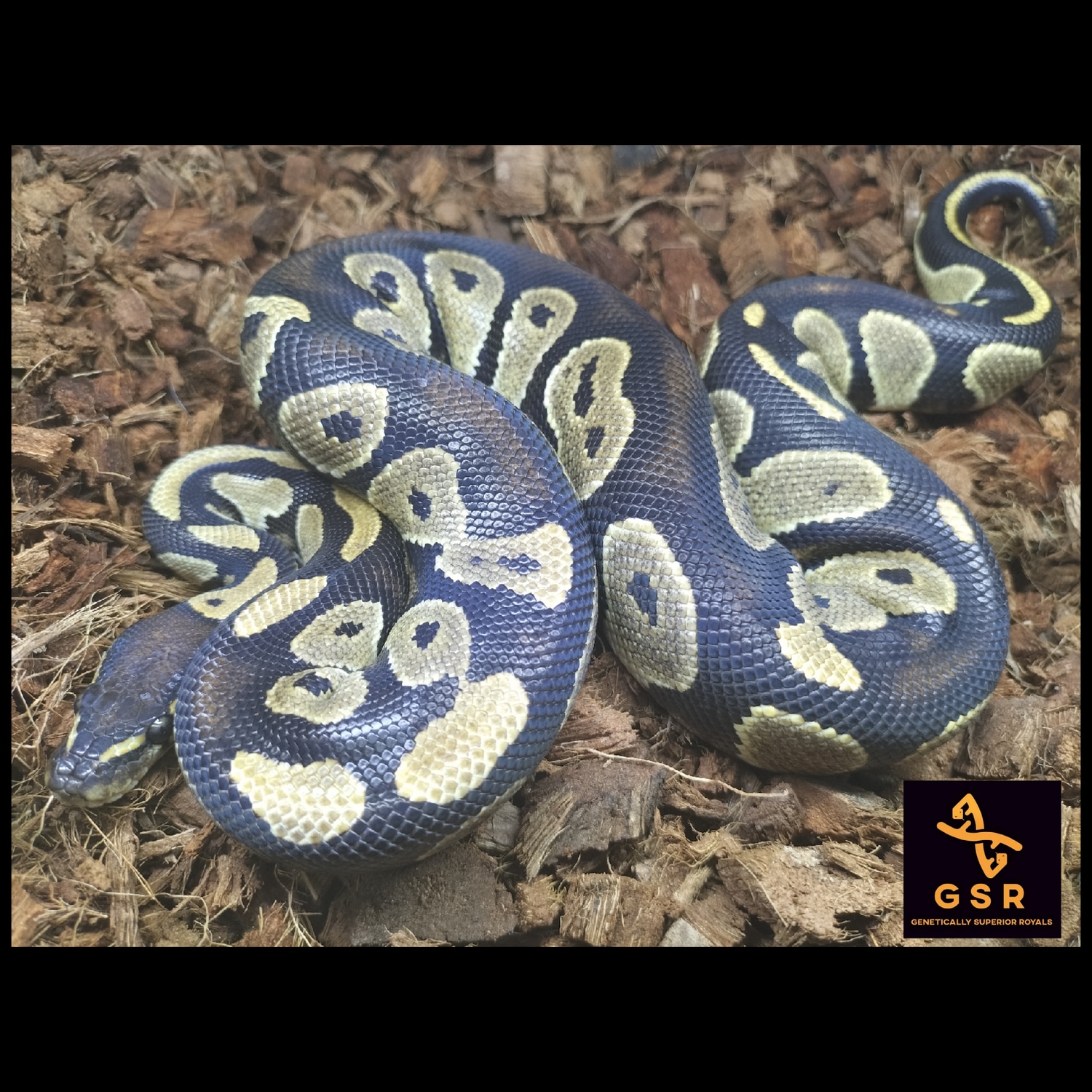Blackhead Het Clown Ball Python by GSR - MorphMarket