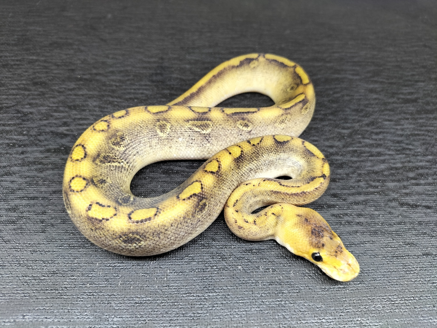 Champagne Enchi Ball Python by GSR - MorphMarket