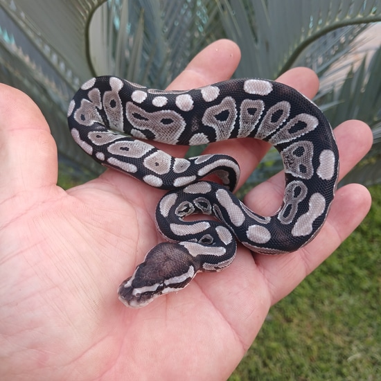 Axanthic(VPI) Het DG Ball Python by GSR