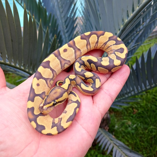 Enchi Yellowbelly DG Het Hypo Ball Python by GSR
