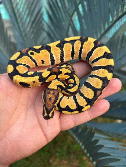Super OD Vanilla Het Clown Ph Pied Ball Python by GSR