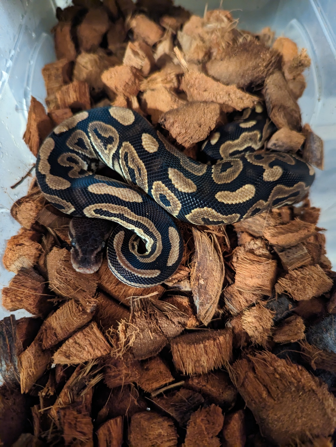 Blackhead Het Pied Female Poss Het Lavender Albino Ball Python by Rhys ...