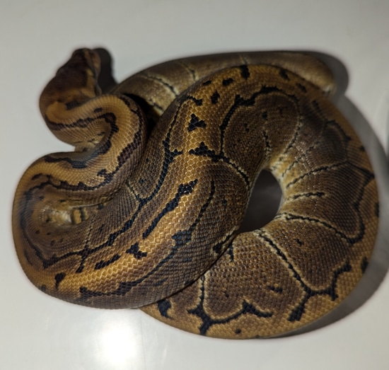 Pinstripe Het Sunset Ball Python by Rhys' Reptiles