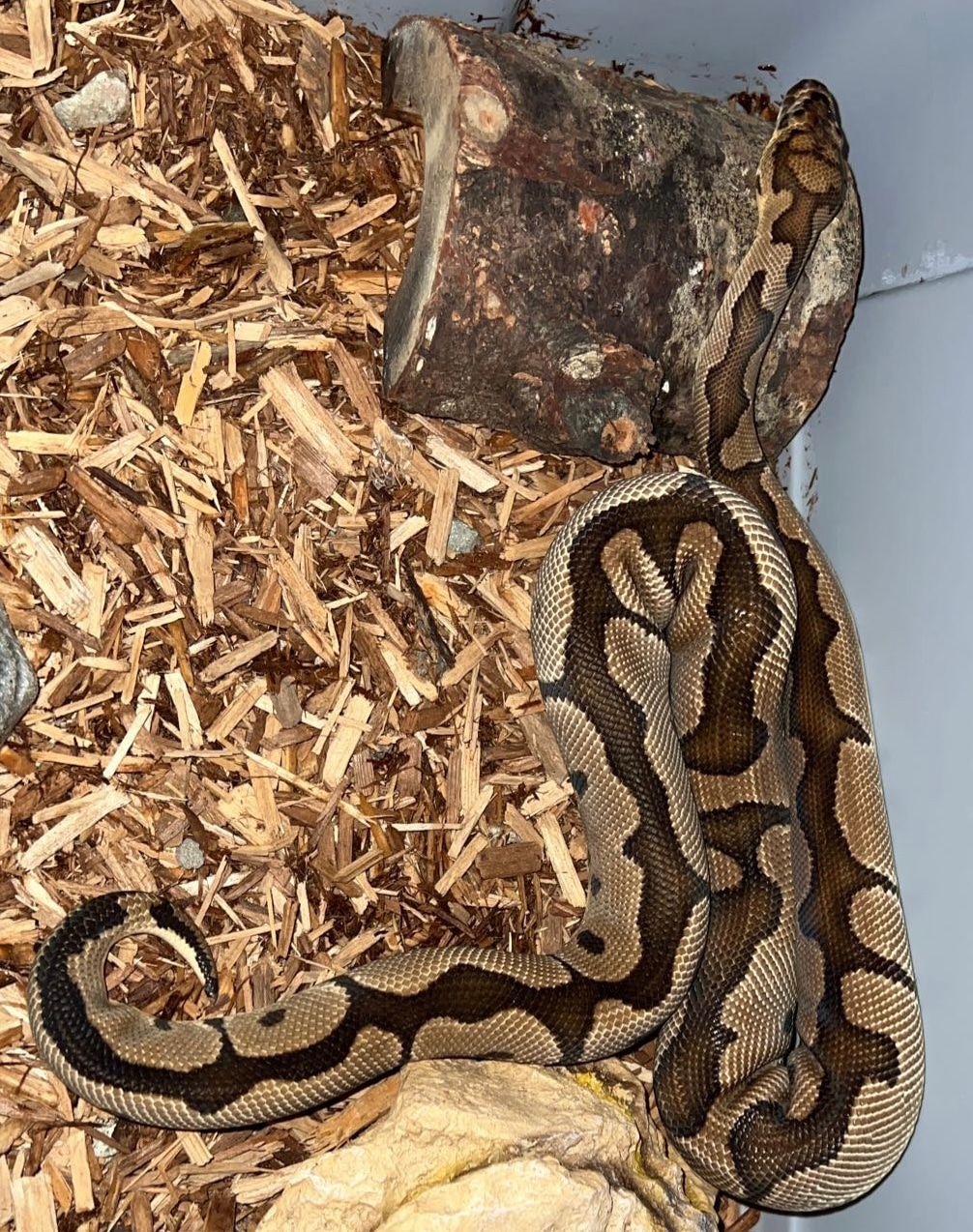 Enchi Blade Clown Ball Python by Crème of the Clutch - MorphMarket