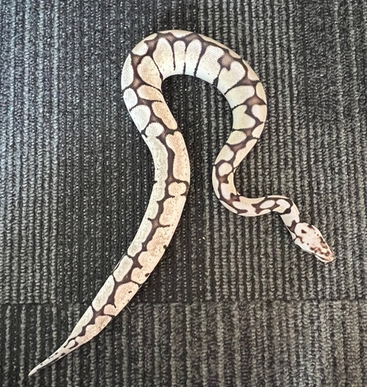 Tsk Axanthic Fire Bee Ball Python by Crème of the Clutch