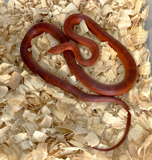 Breeder Female LE Pied Bloodred Het Stripe ( BRF-2E ) Corn Snake by ...