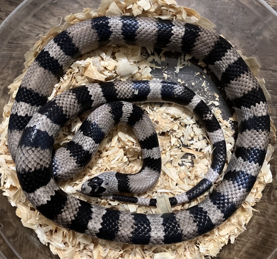 Male Hybrid Anery Het Snow Hobby Hondo X 3/4 Corn 1/4 Pueblan More ...