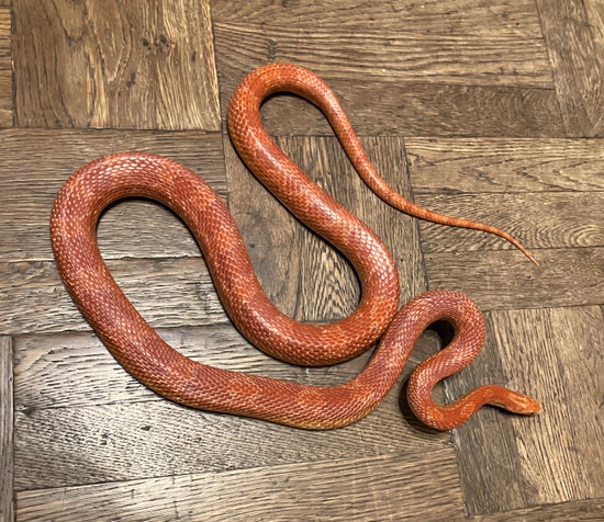 5' Albino Bloodred Male Corn Snake by Vinny Ritchie Reptiles