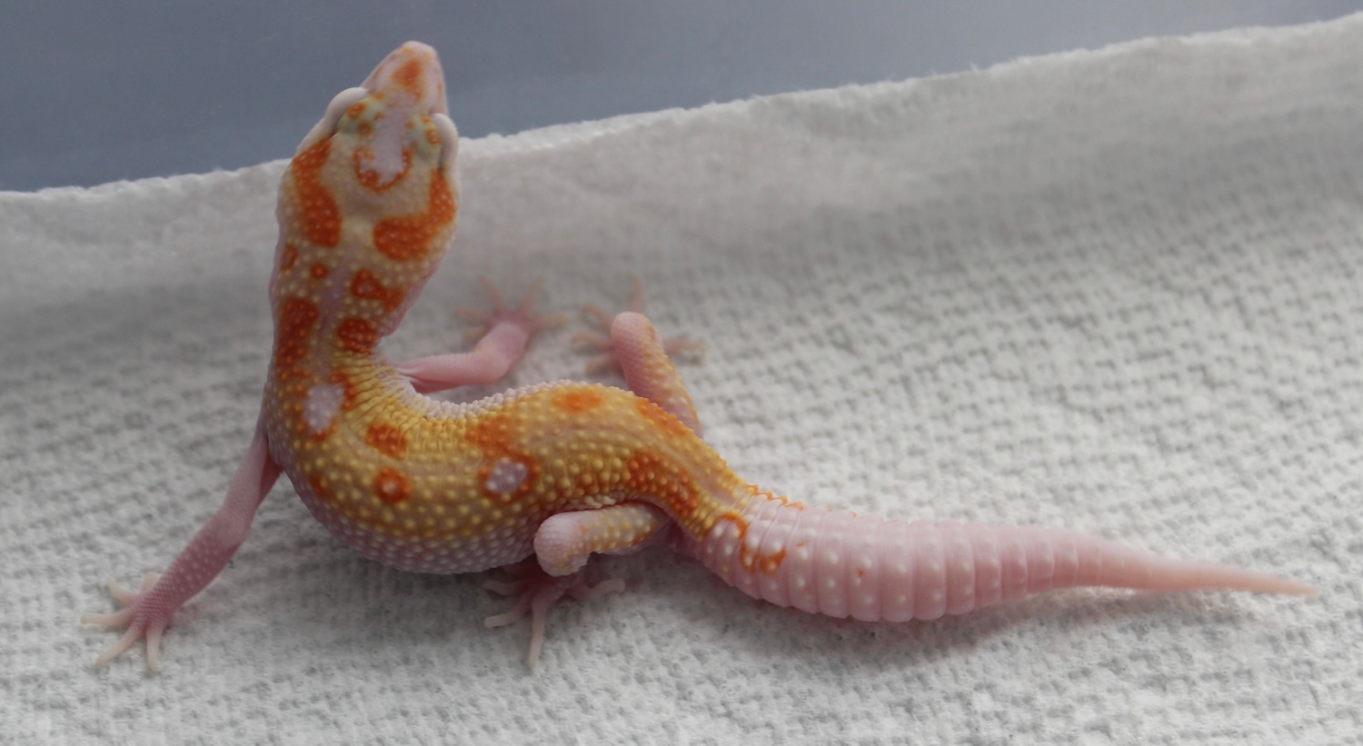 WY Tremper Eclipse Leopard Gecko by Glenview Geckos - MorphMarket