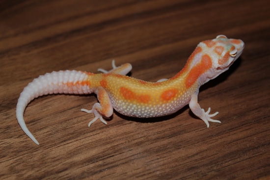 White & Yellow Tangerine Tremper Leopard Gecko by Glenview Geckos