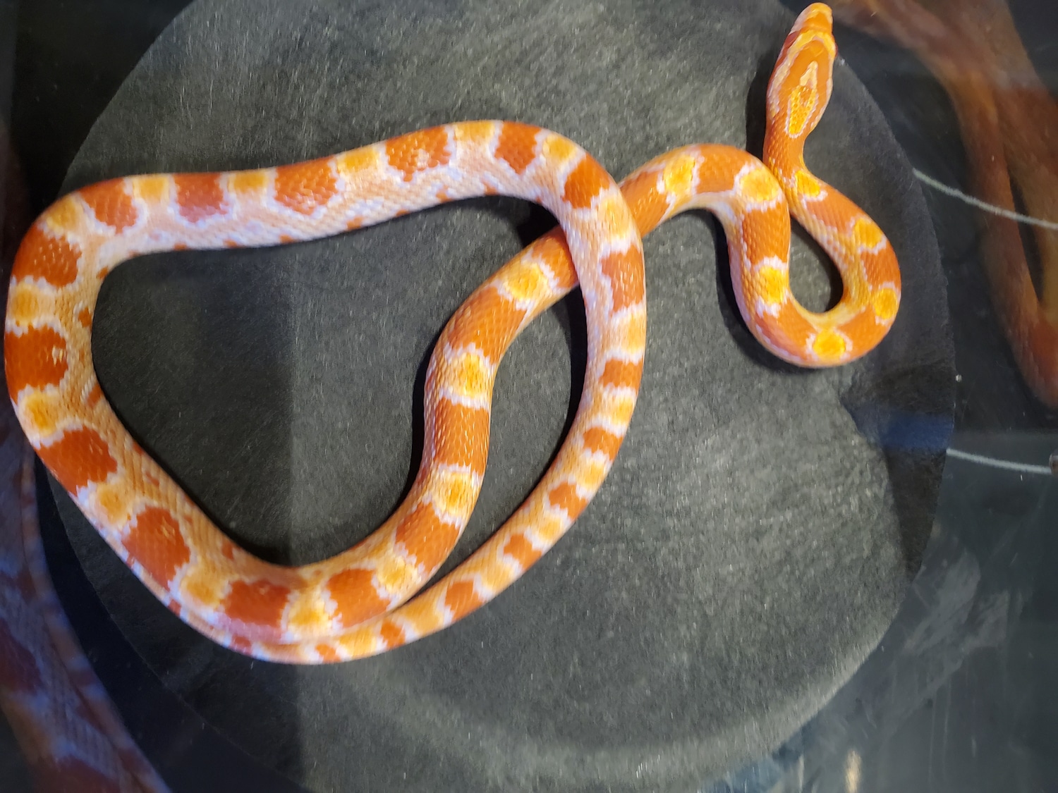 Amelanistic \ Corn Snake by Vinnies Bees - MorphMarket
